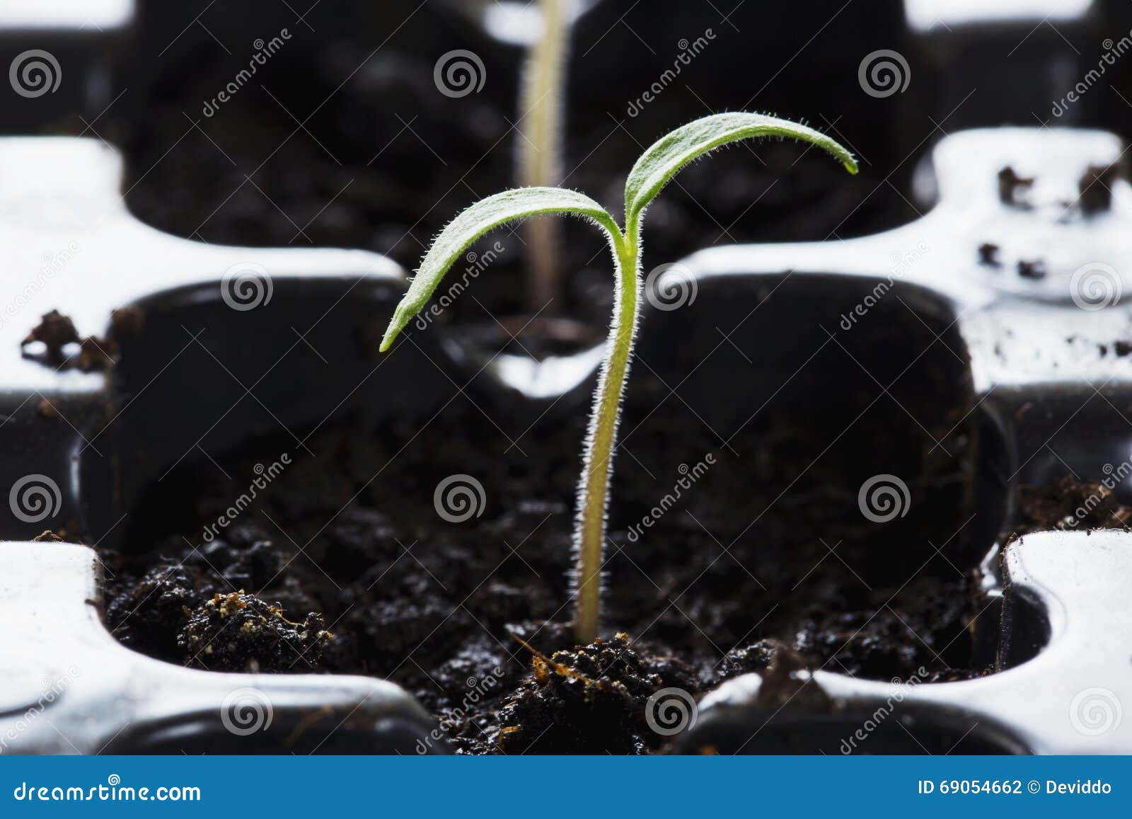 Las Hojas De Los Cotiledones Foto de archivo - Imagen de verde, brote ...