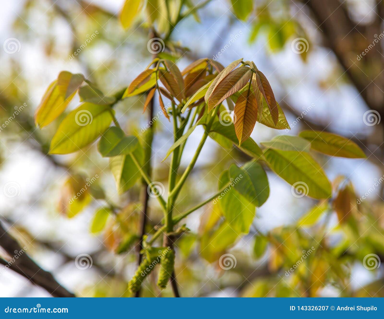 Las Hojas En Las Ramas De La Nuez En La Primavera Imagen de archivo ...