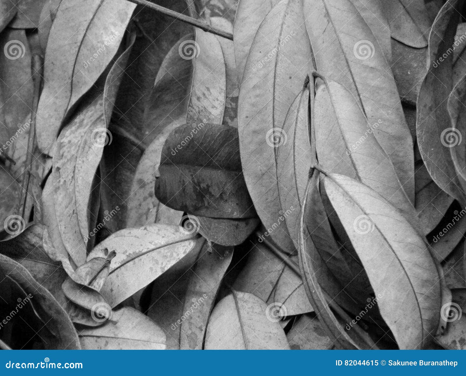 Las hojas se marchitan imagen de archivo. Imagen de hojas - 82044615