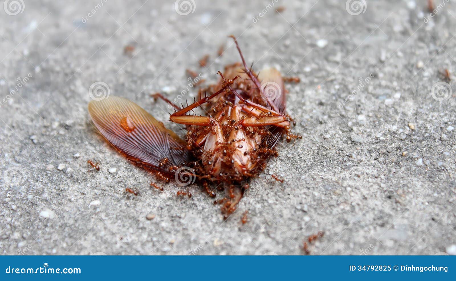 Las Hormigas Comen El Insecto Muerto Imagen de archivo - Imagen de ...