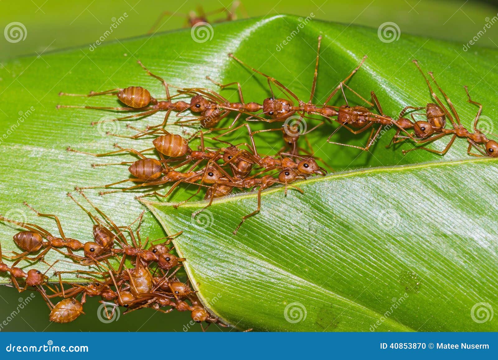 Las Hormigas Rojas Team El Trabajo Foto de archivo - Imagen de habitat ...