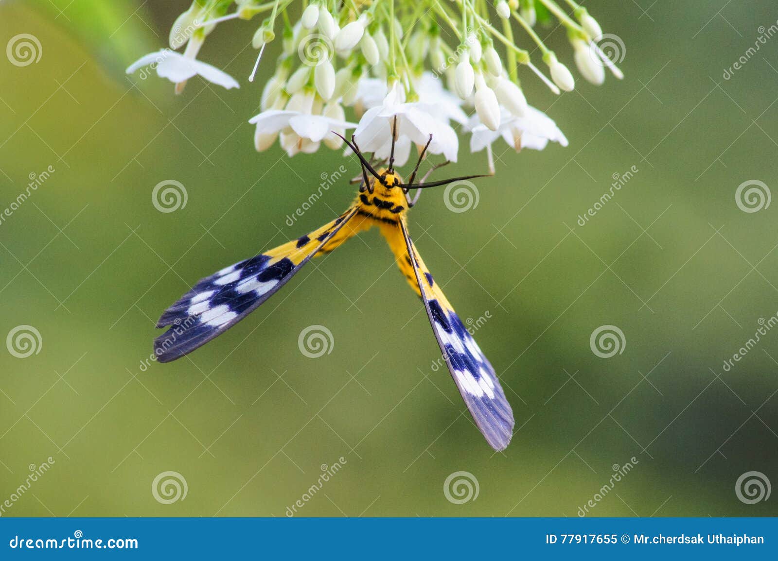 Las Mariposas Son Insectos Hermosos Imagen de archivo - Imagen de hojas ...