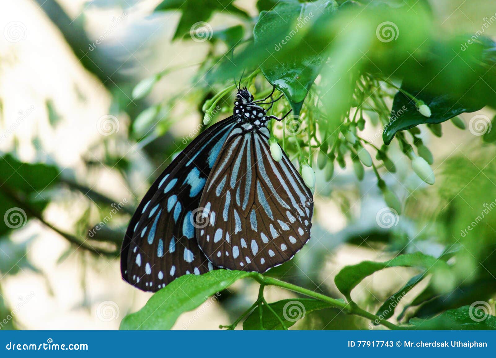 Las Mariposas Son Insectos Hermosos Imagen de archivo - Imagen de flora ...