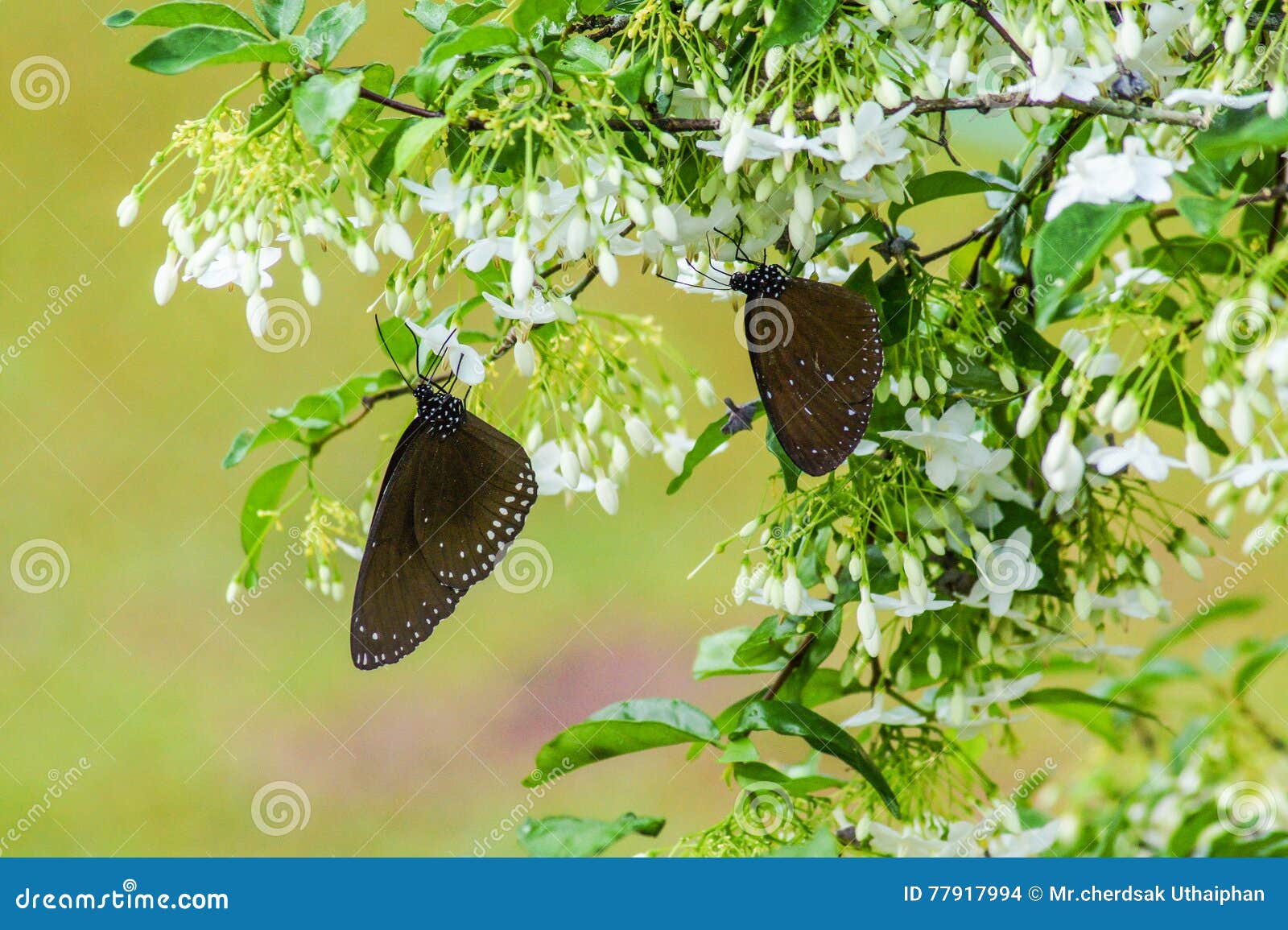 Las Mariposas Son Insectos Hermosos Foto de archivo - Imagen de ...