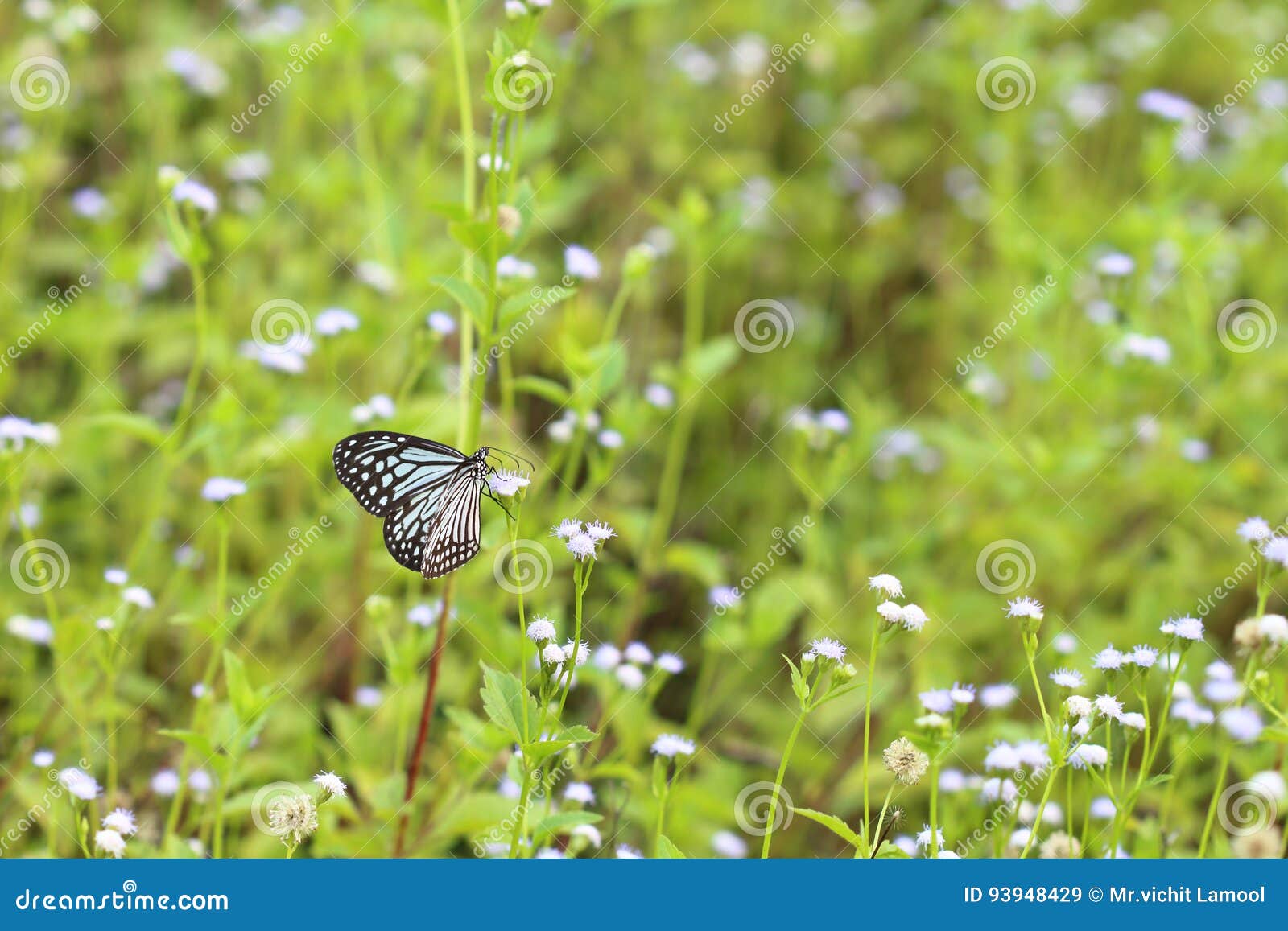 Las Mariposas Viven En Jardines Imagen de archivo - Imagen de vida ...