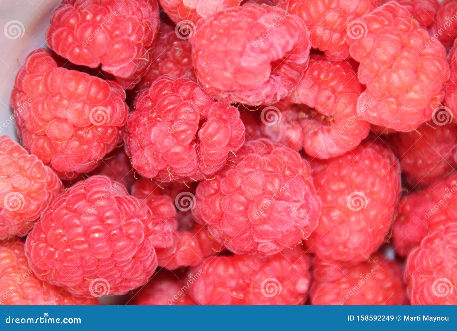 Las Moras Rojas Con Fondo Blanco Imagen de archivo - Imagen de frutas ...