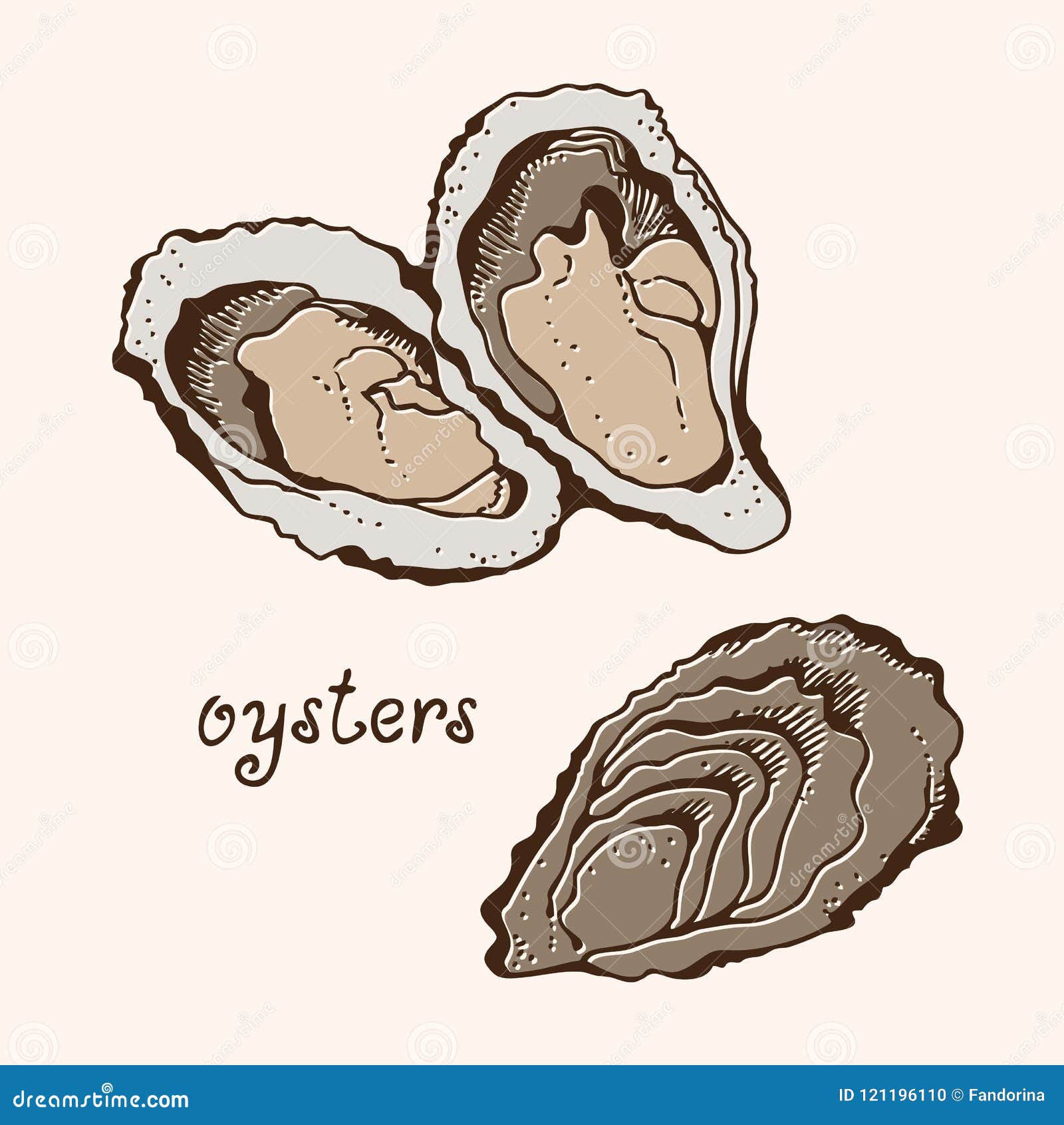 Las Ostras Vector El Sistema Ilustración del Vector - Ilustración de ...