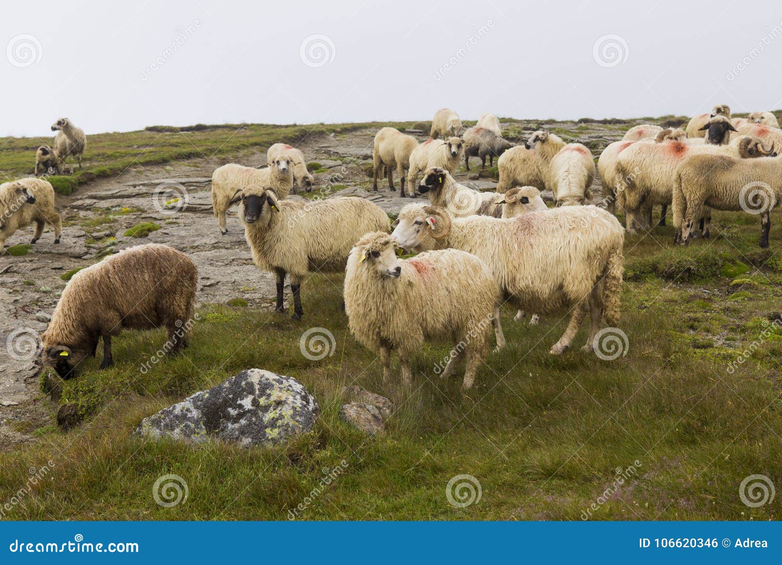 Las ovejas oyeron foto de archivo. Imagen de multitud - 106620346