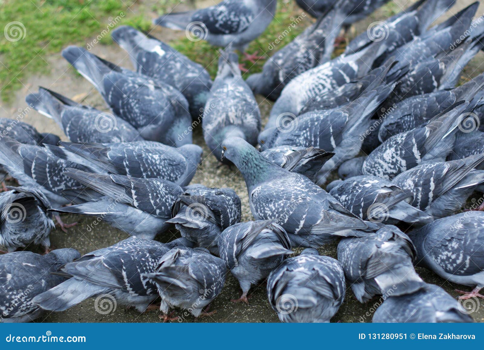 Las Palomas Azules Recolectaron Alrededor Y Comen La Comida Imagen de ...