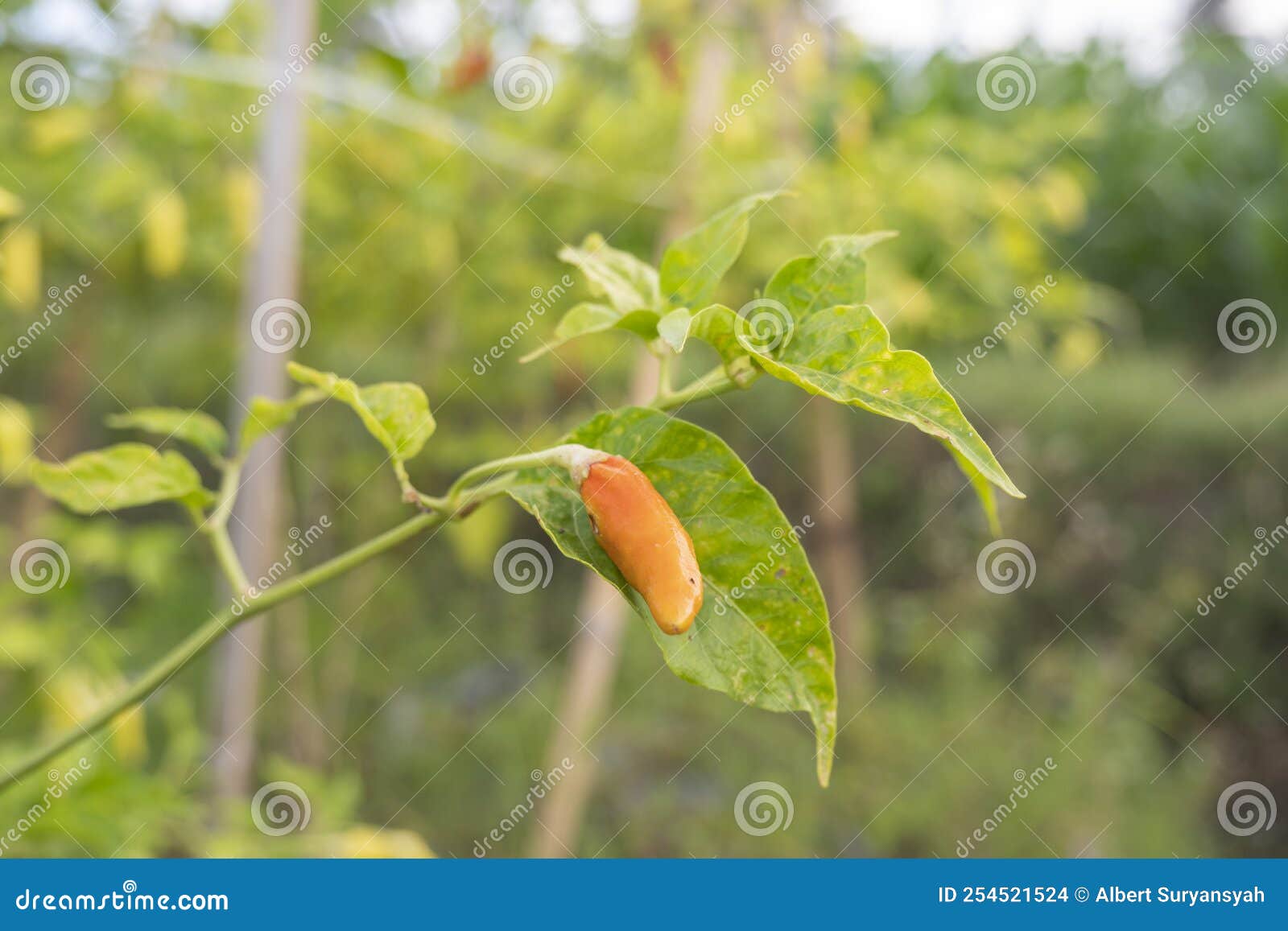 Las Plantas De Chile Dan Fruto En El Campo Foto de archivo - Imagen de ...