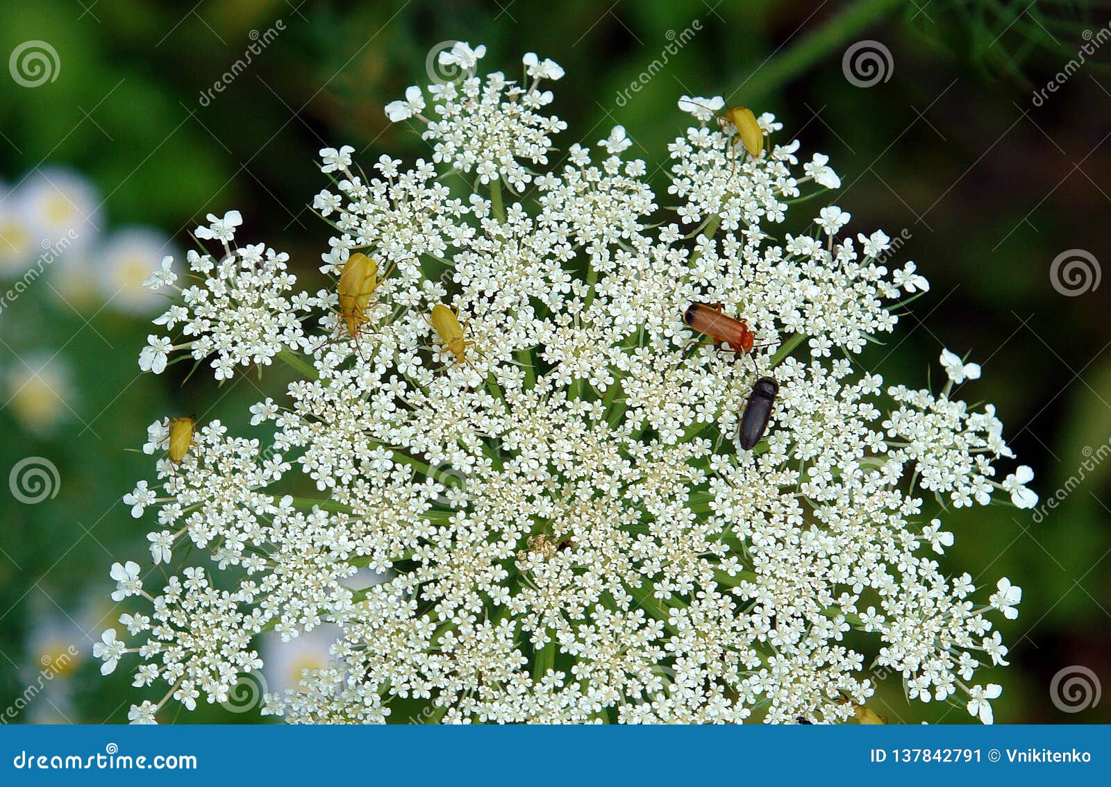 Las Plantas De Florecimiento Atraen Insectos Imagen de archivo - Imagen ...