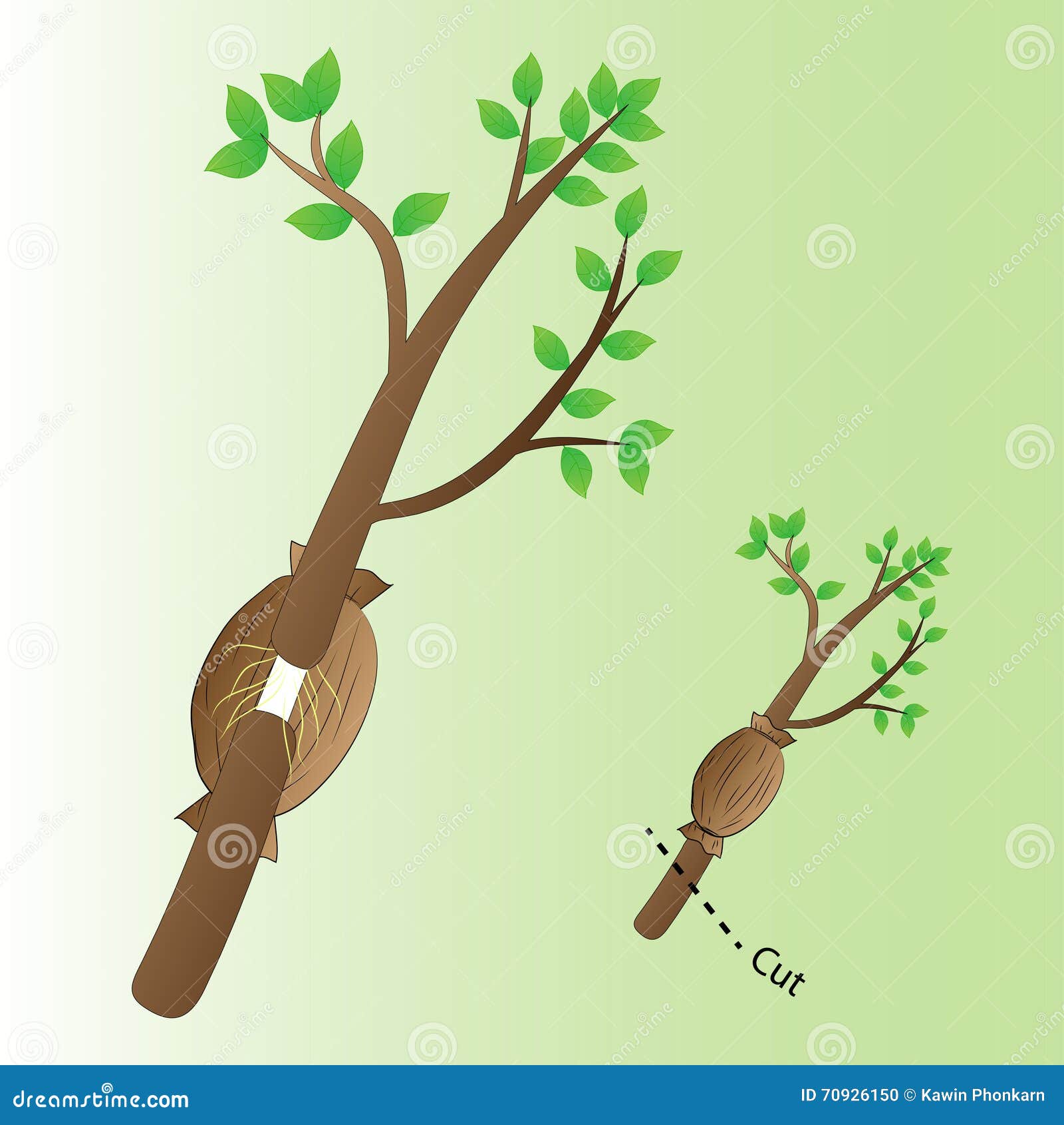 Las plantas del injerto ilustración del vector. Ilustración de ...