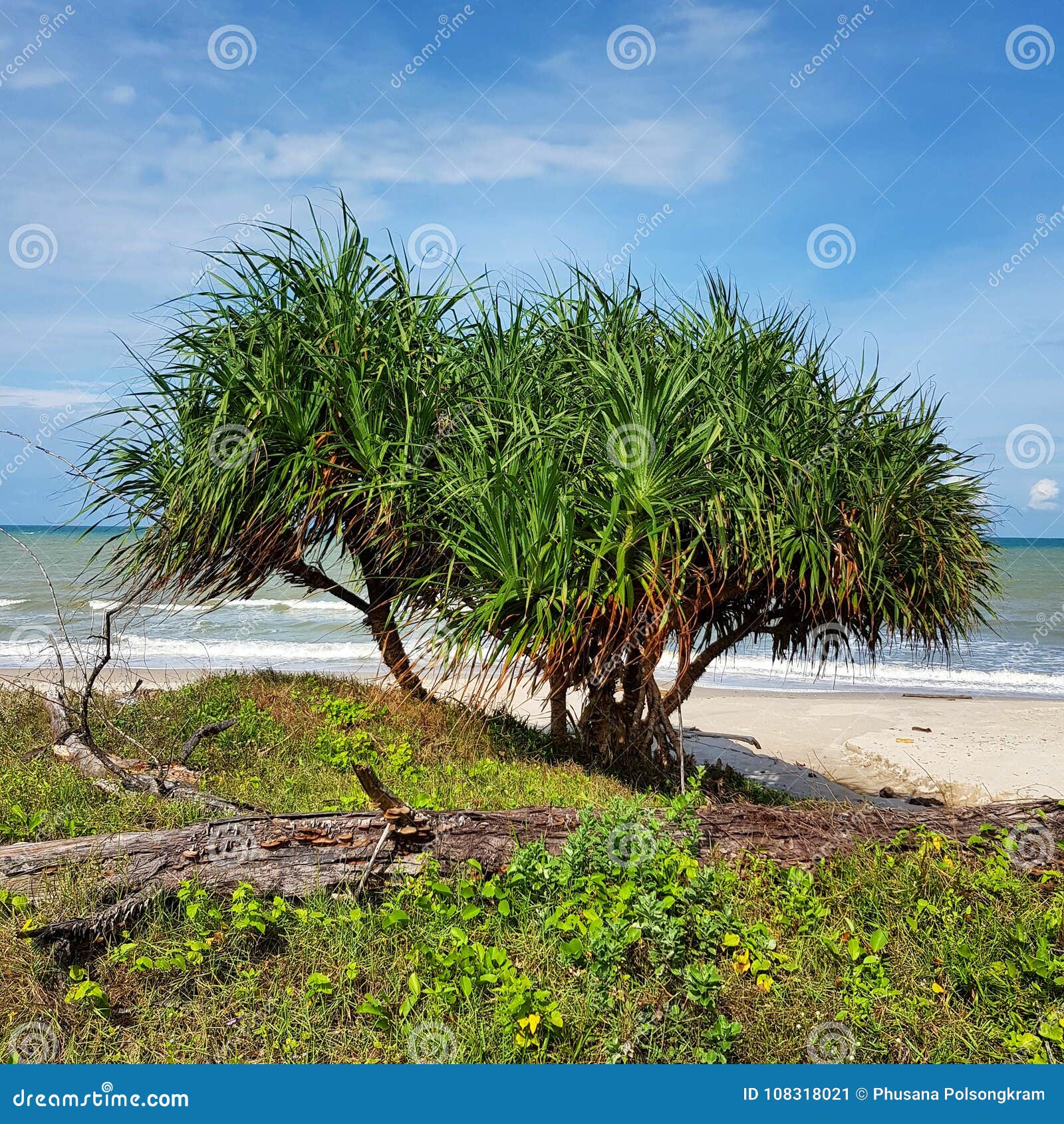 Las plantas y la playa imagen de archivo. Imagen de playa - 108318021