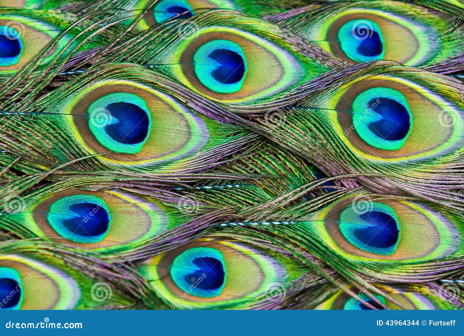 Las plumas del pavo real foto de archivo. Imagen de plumas - 43964344