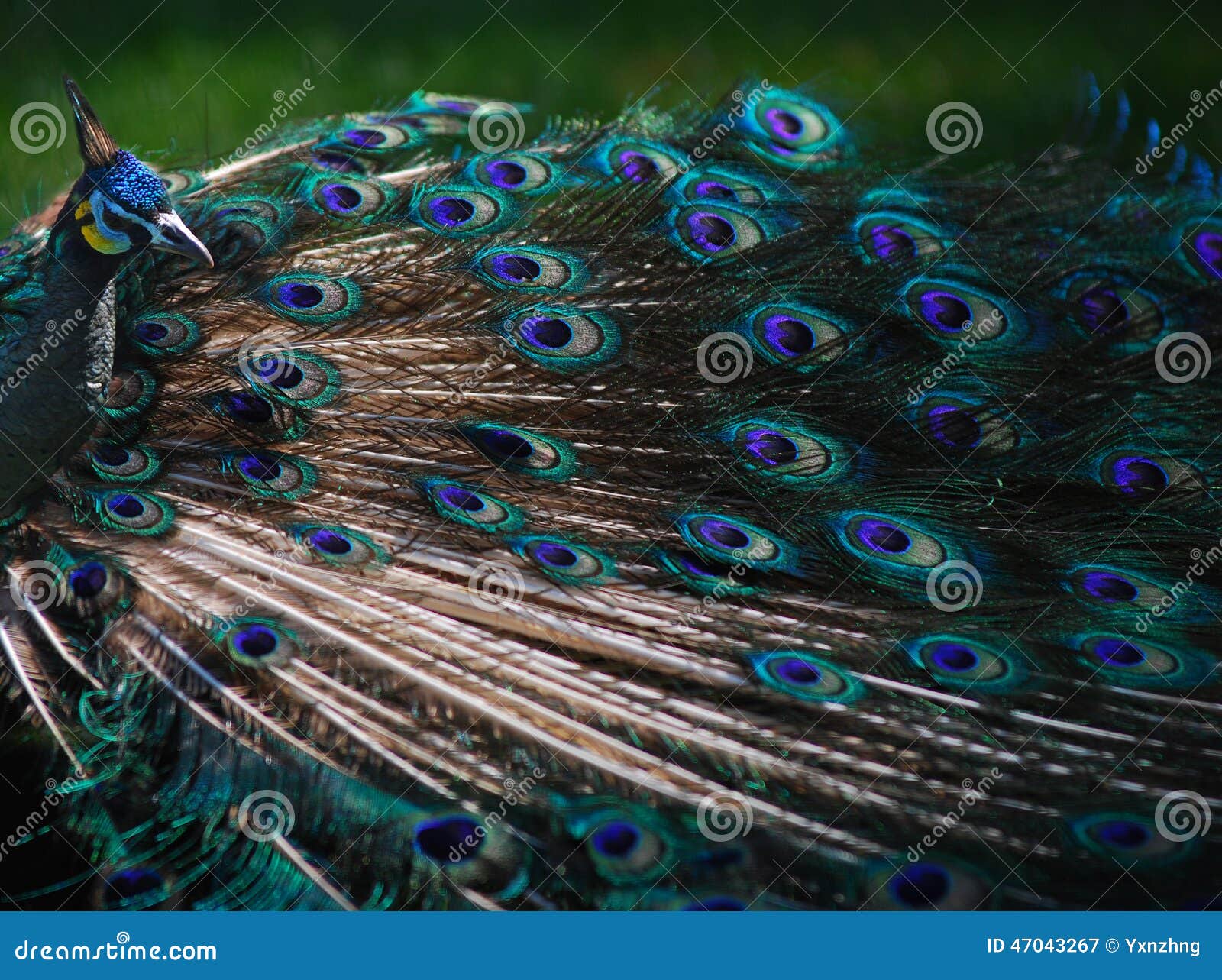 Las plumas del pavo real imagen de archivo. Imagen de colorido - 47043267