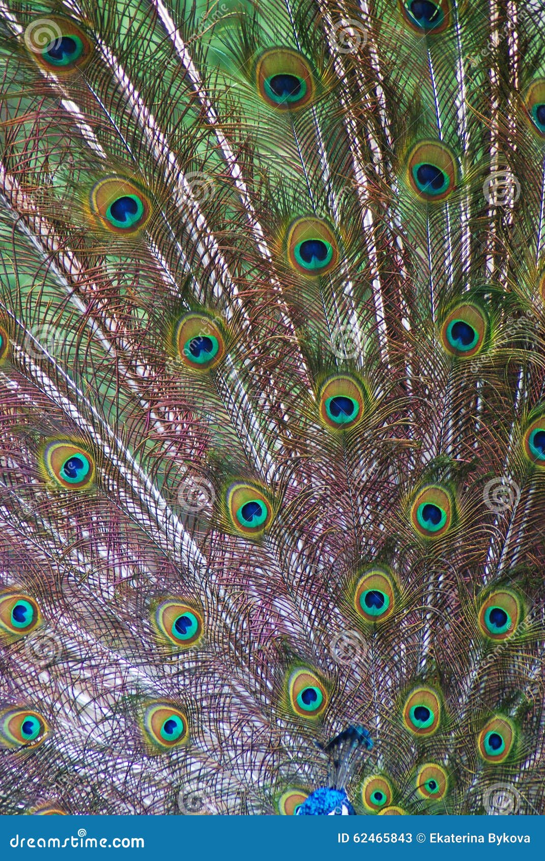 Las plumas del pavo real imagen de archivo. Imagen de primer - 62465843