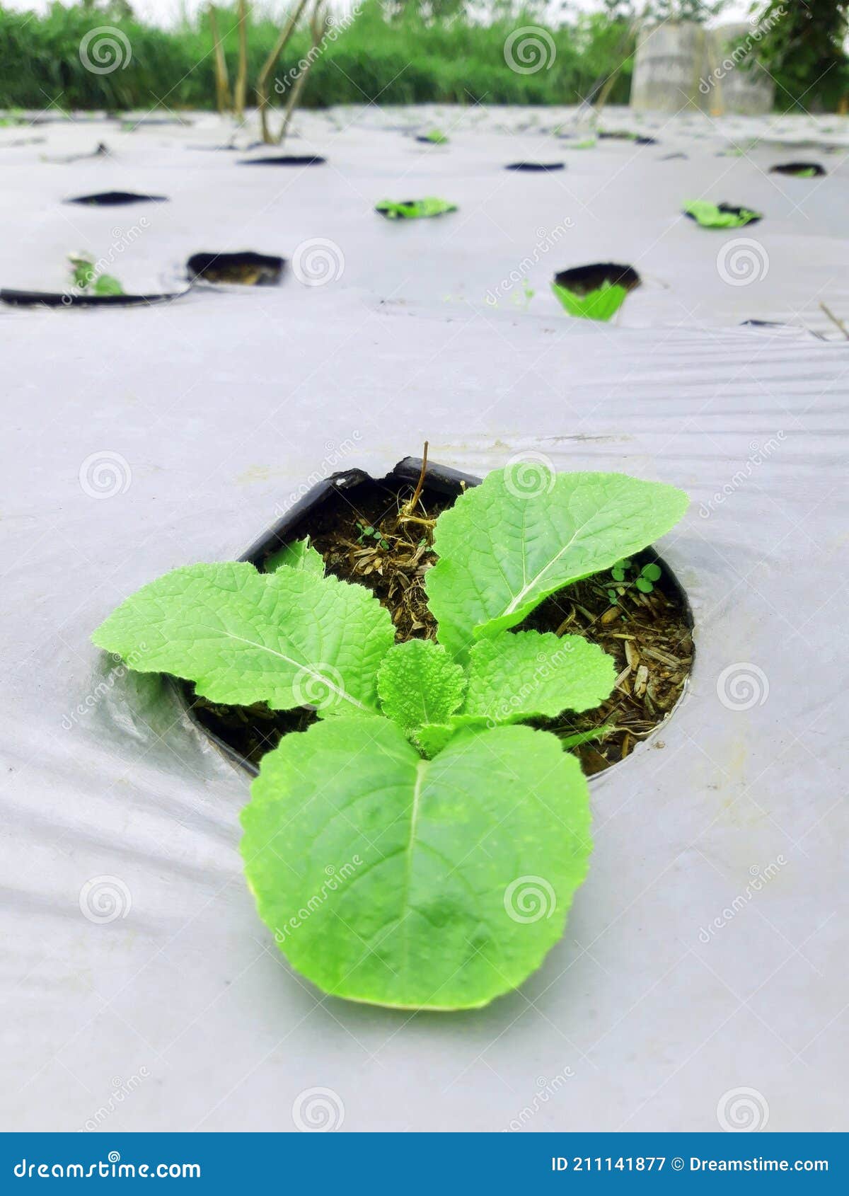 Las Primeras Etapas Del Crecimiento Del Repollo Imagen de archivo ...