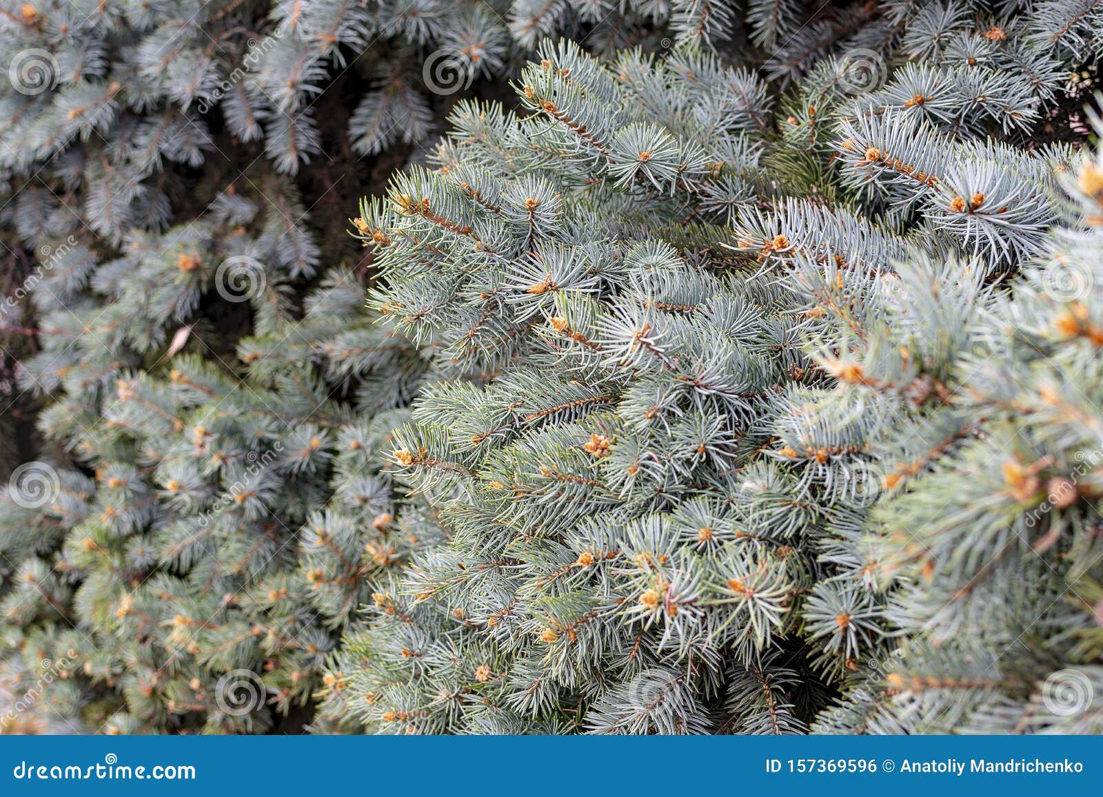 Las Ramas De Pino Azul Se Cierran Foto de archivo - Imagen de textura ...