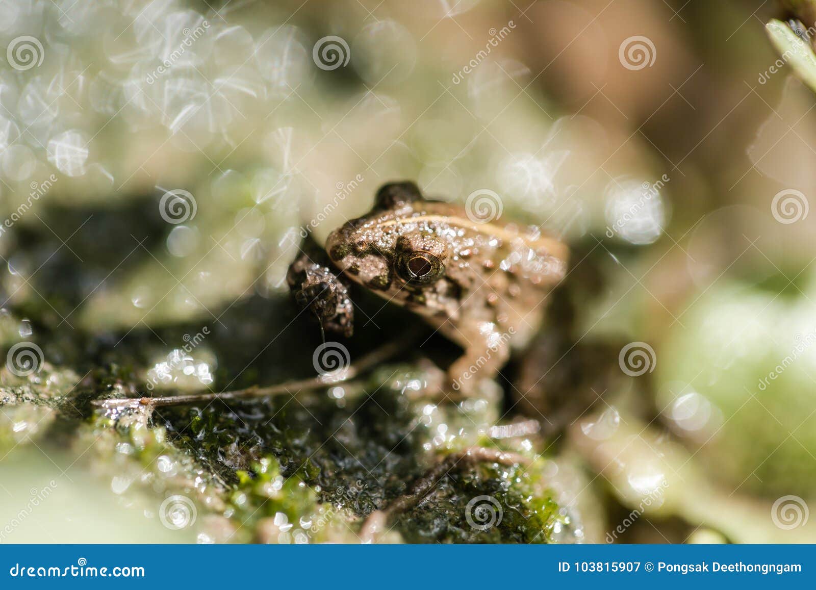 Las Ranas Comen Una Dieta De Insectos Imagen de archivo - Imagen de ...