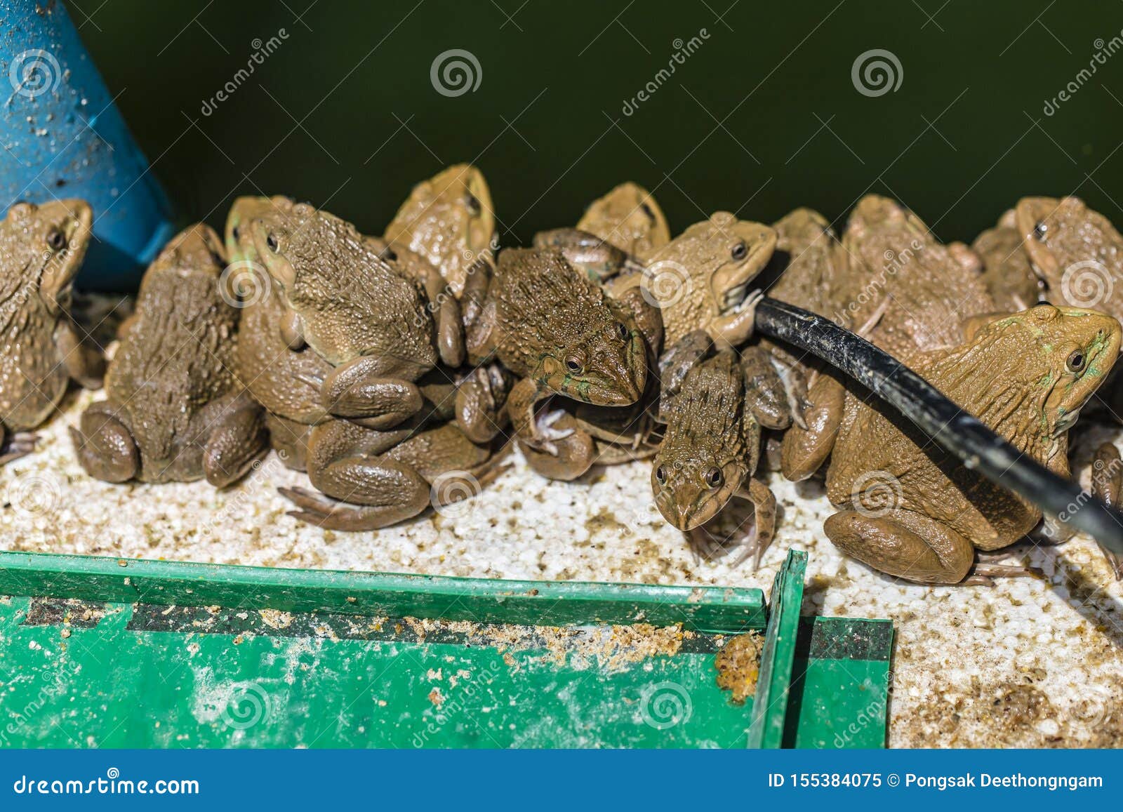 Las Ranas Comen Una Dieta De Insectos Imagen de archivo - Imagen de ...