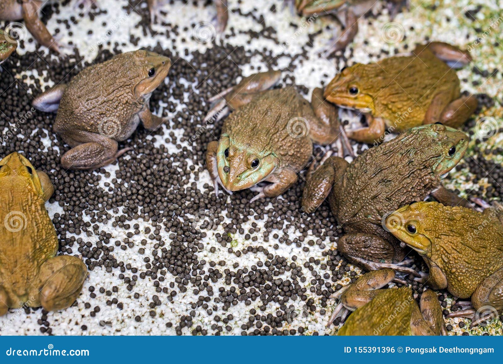Las Ranas Esperan Para Coger Insectos Foto de archivo - Imagen de fango ...