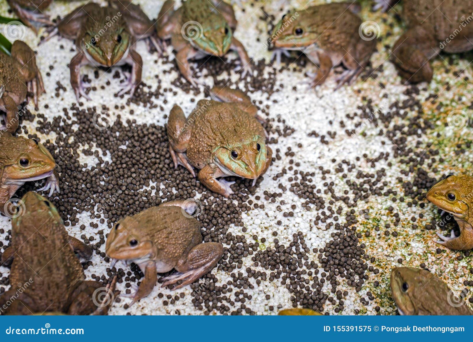 Las Ranas Esperan Para Coger Insectos Imagen de archivo - Imagen de ...