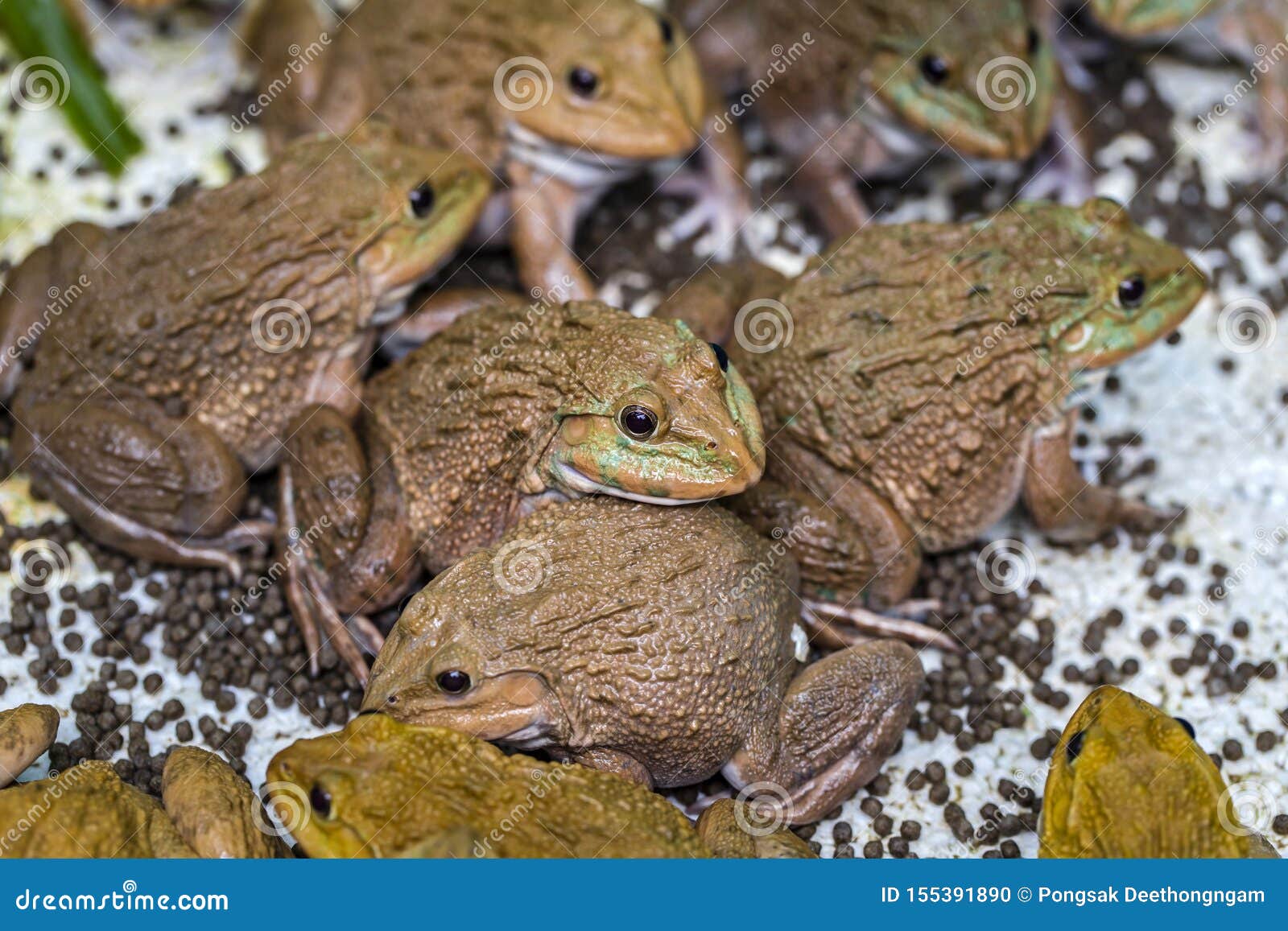 Las Ranas Esperan Para Coger Insectos Foto de archivo - Imagen de ...