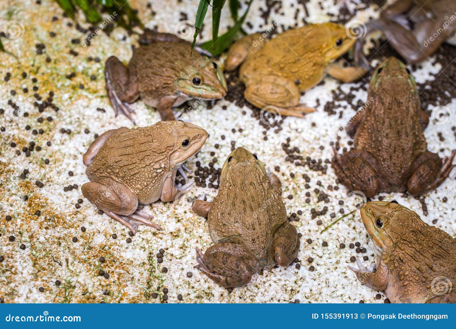 Las Ranas Esperan Para Coger Insectos Imagen de archivo - Imagen de ...