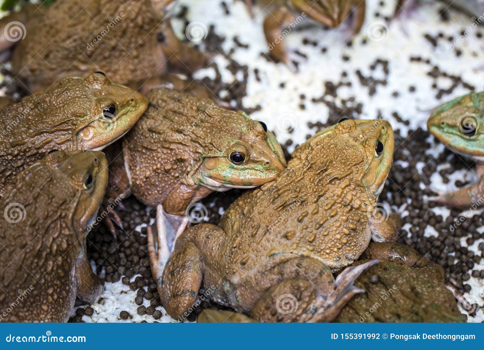 Las Ranas Esperan Para Coger Insectos Foto de archivo - Imagen de ...