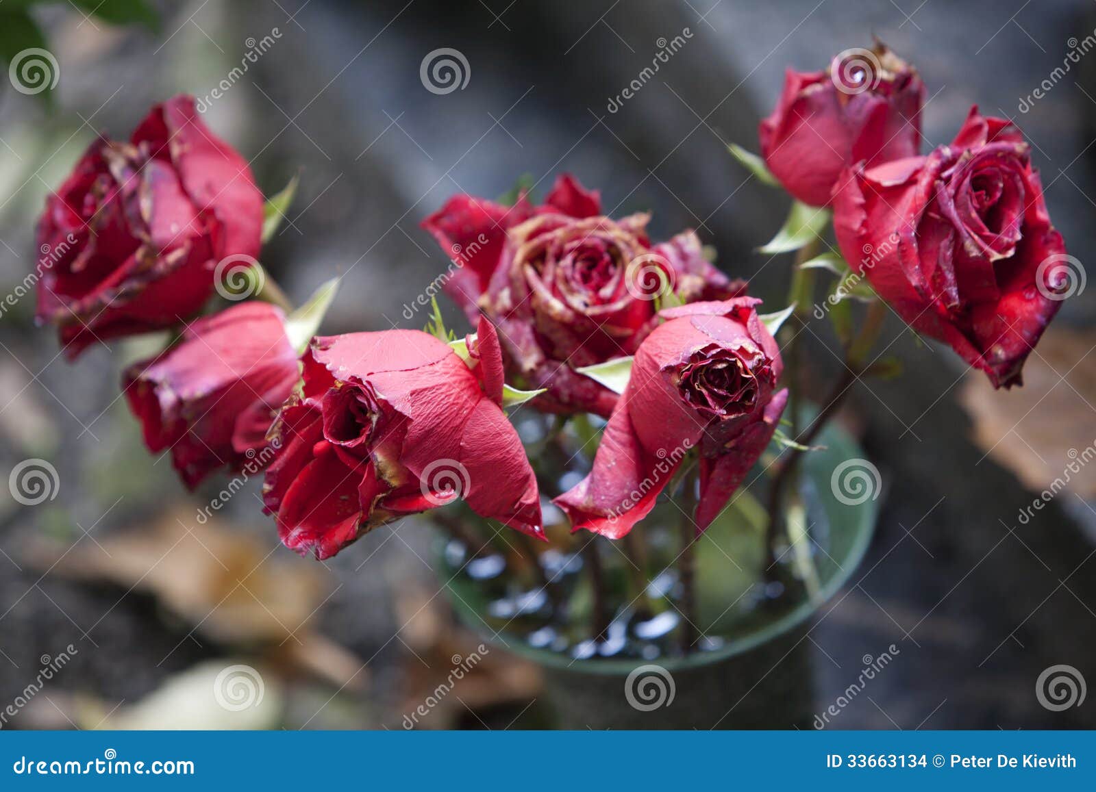Las rosas rojas marchitan foto de archivo. Imagen de flor - 33663134