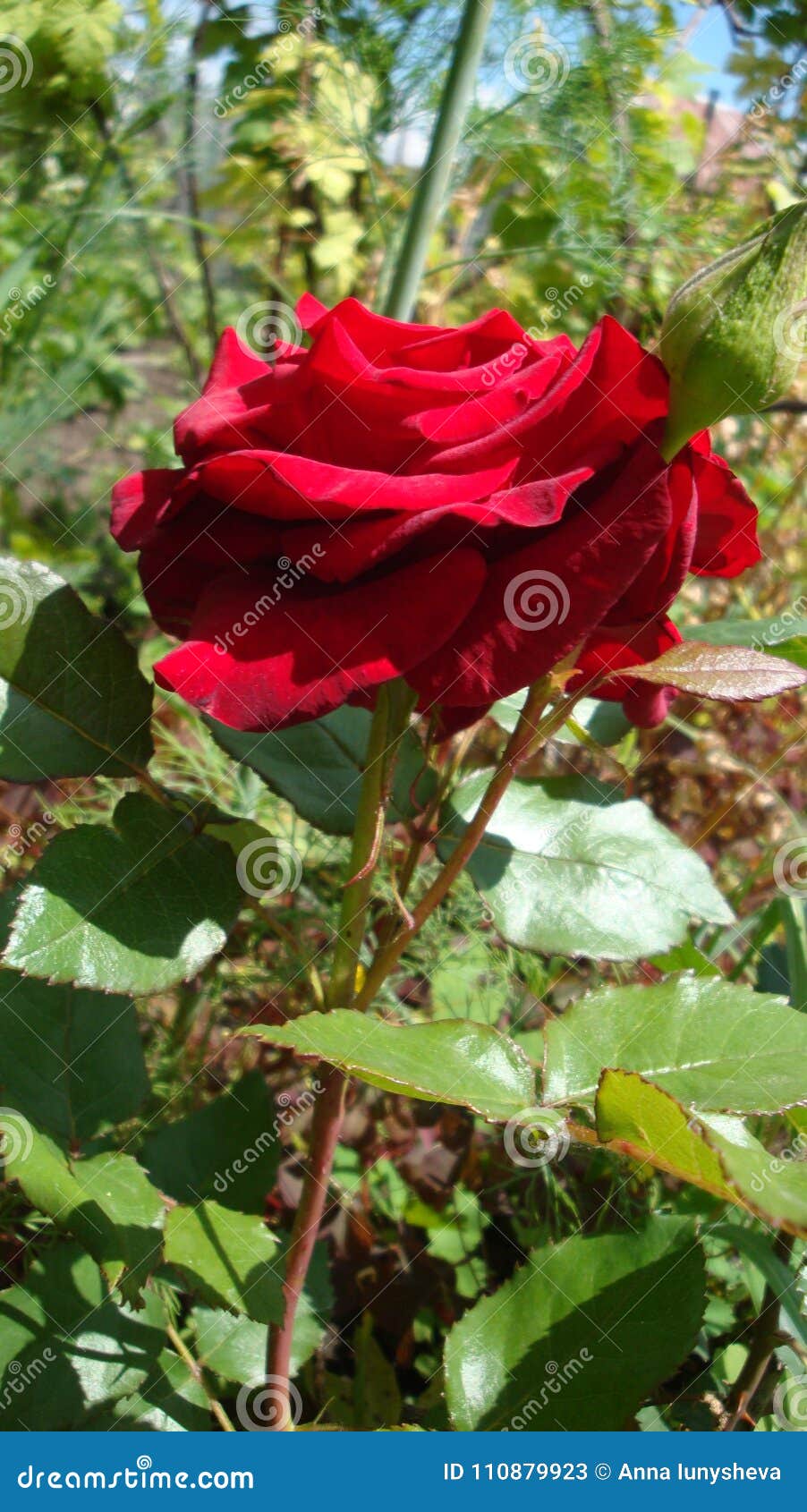 Las Rosas Rojas Simbolizan Amor Imagen de archivo - Imagen de flores ...