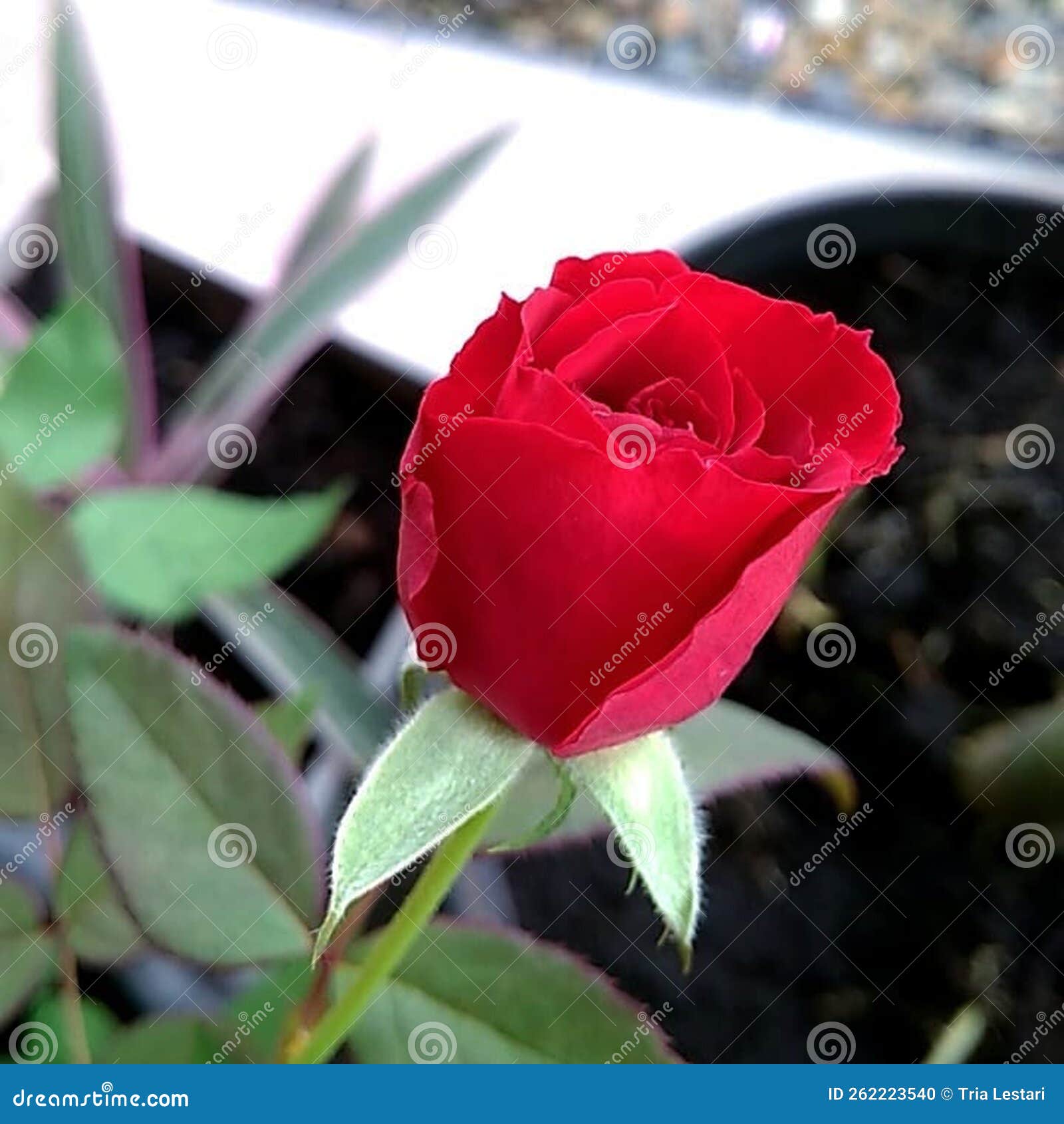 Las rosas son rojas foto de archivo. Imagen de dulce - 262223540