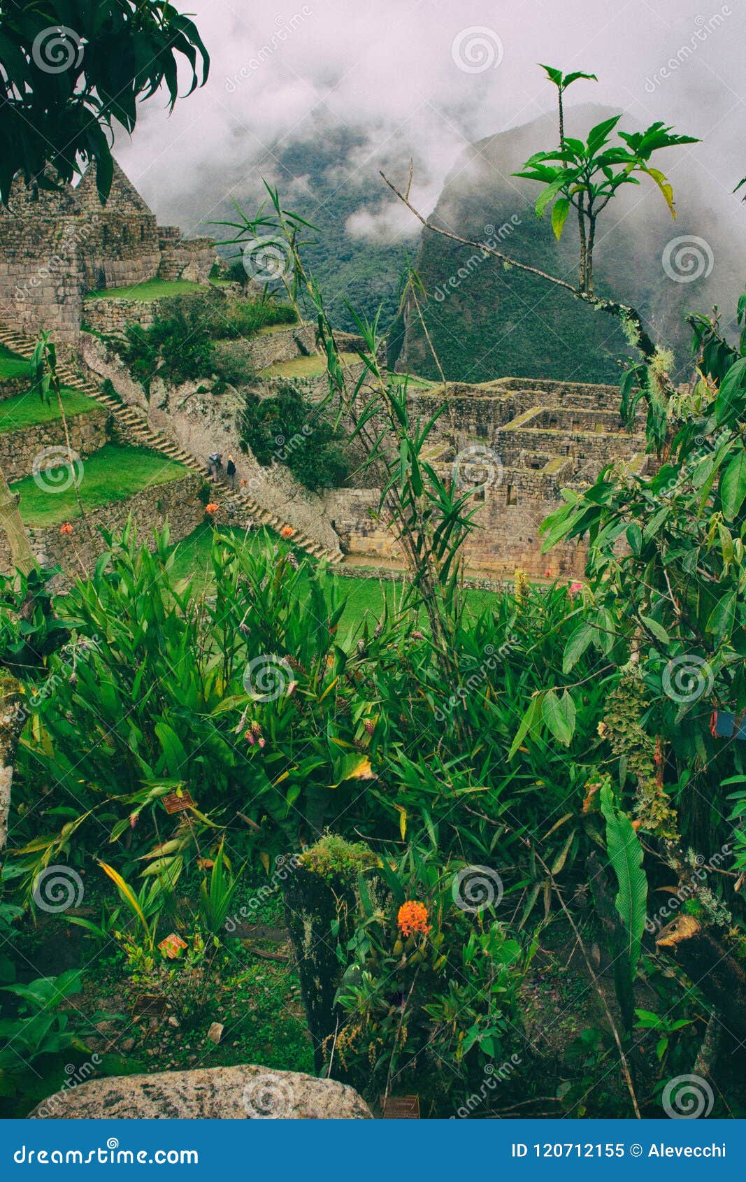 Las Ruinas Y Las Flores Del Inca Imagen de archivo - Imagen de alpaca ...