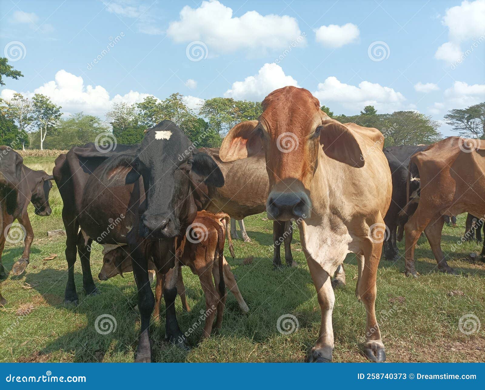 Las vacas en el campo imagen de archivo. Imagen de hermoso - 258740373