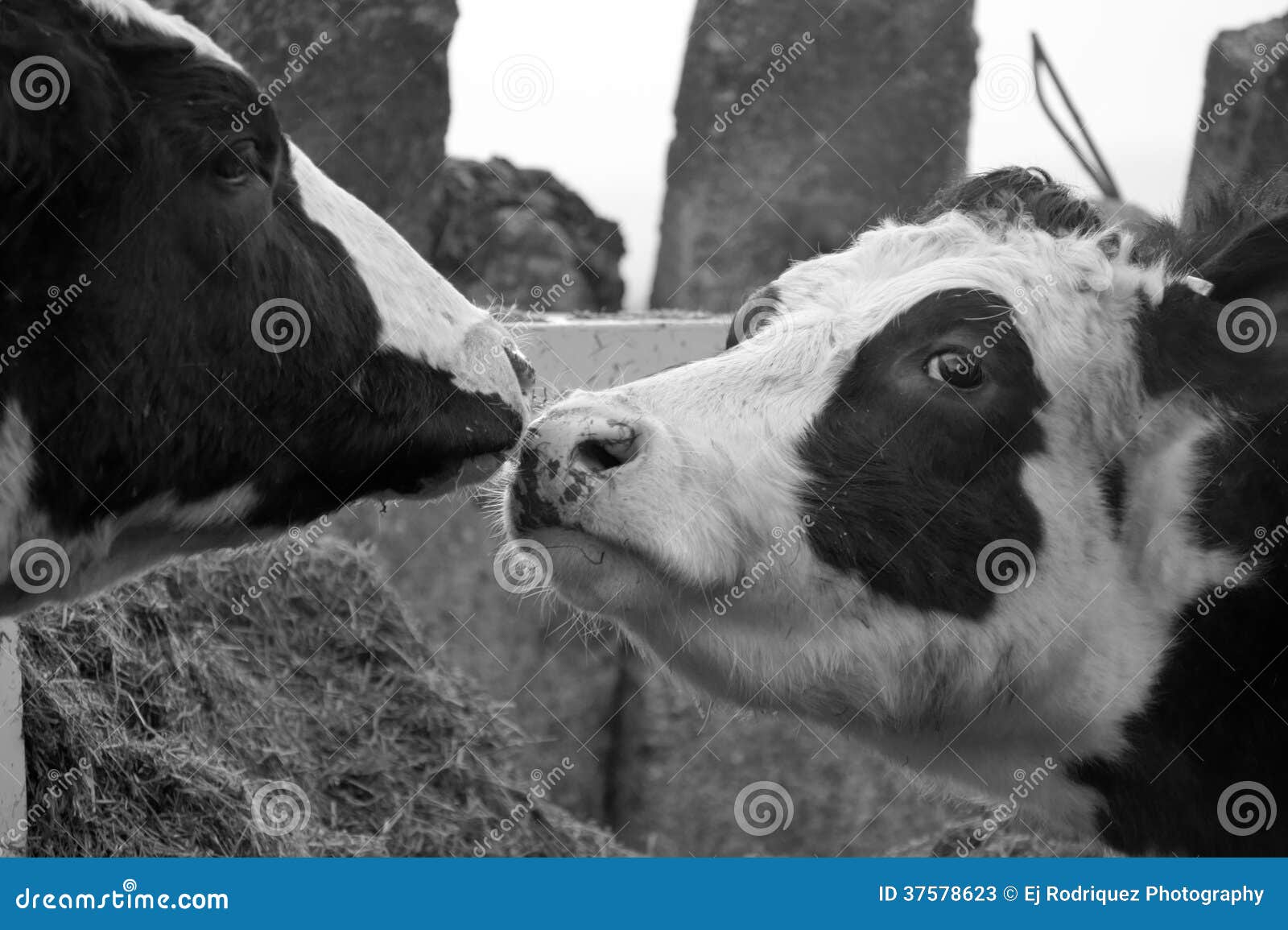 Las vacas que se besan imagen de archivo. Imagen de vaca - 37578623