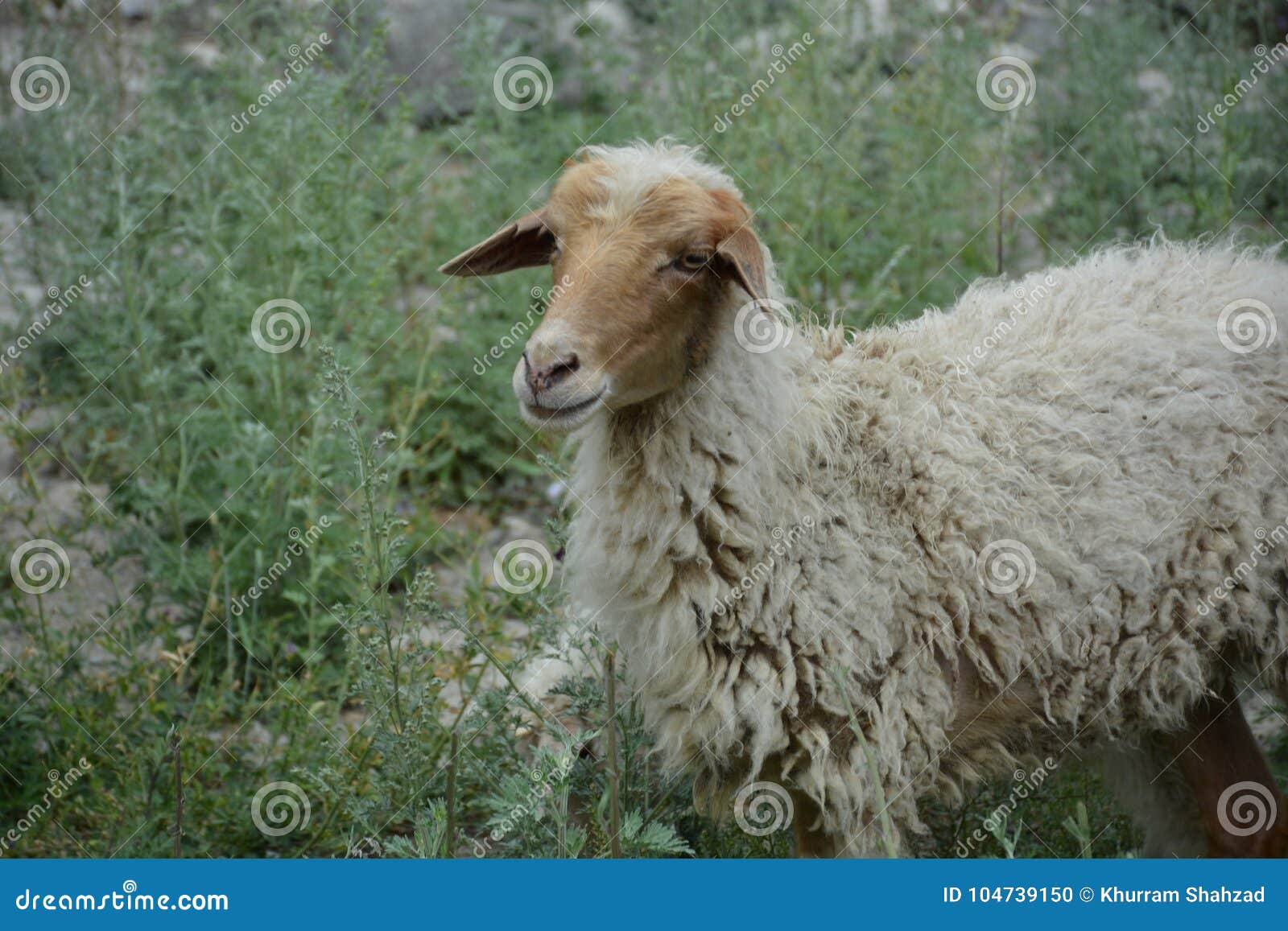 Las Vidas De La Cara De Las Ovejas Foto de archivo - Imagen de cubo ...
