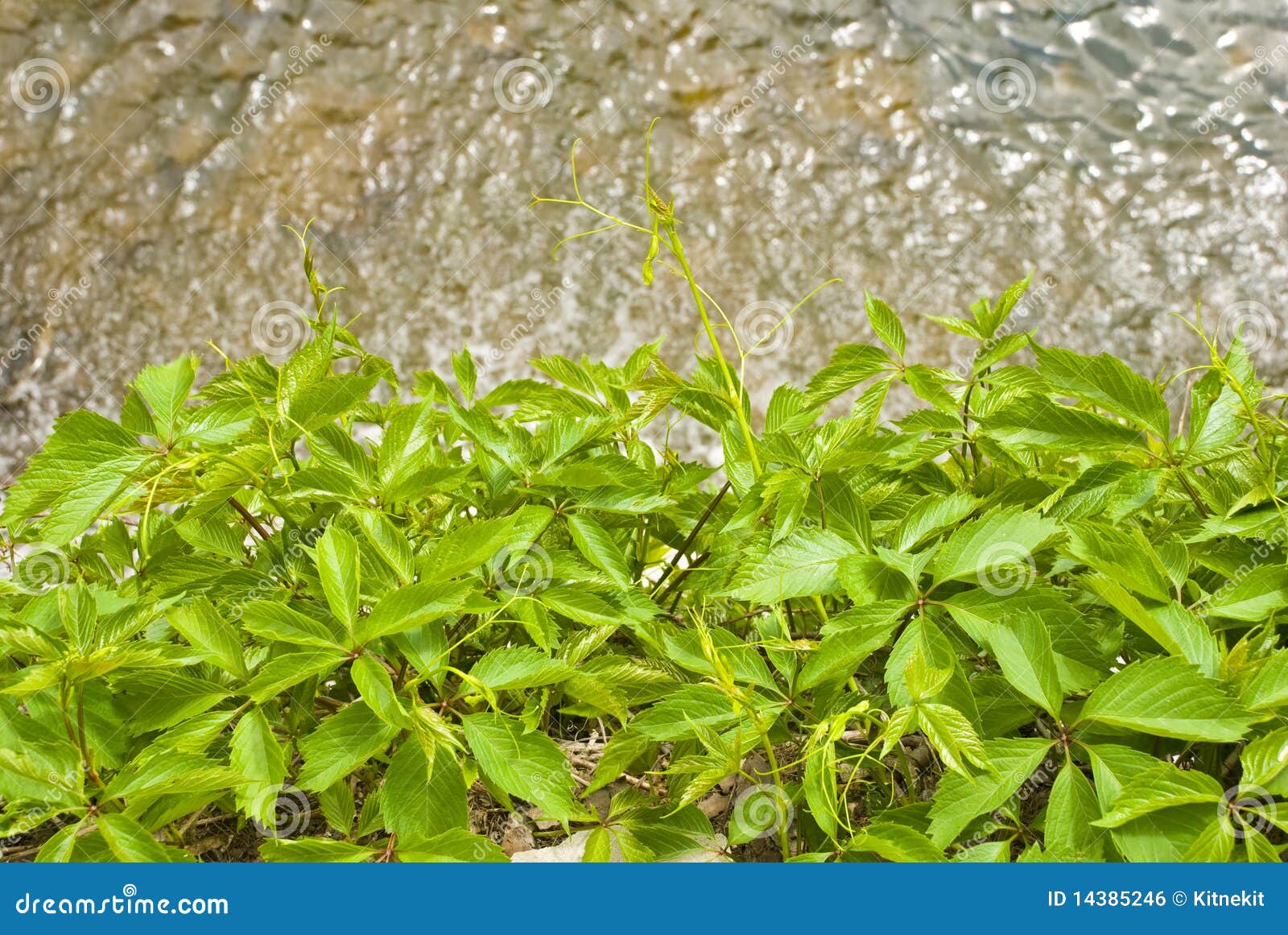 Las Vides Cerca De La Charca Foto de archivo - Imagen de resorte ...