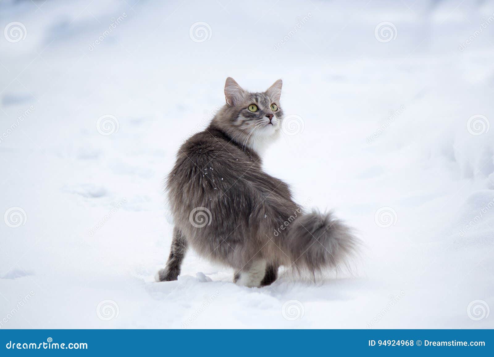 Laska stock photo. Image of winter, look, furry, laska - 94924968