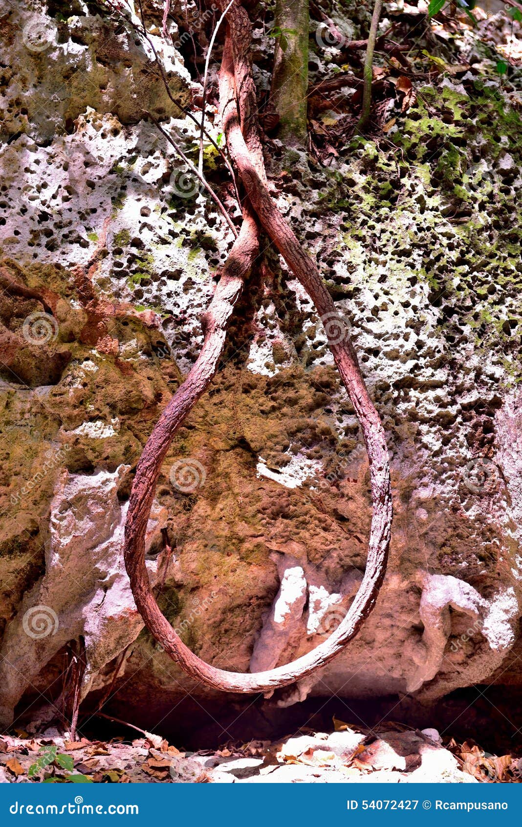 â€œLasoâ€ Looking Tree Root Stock Image - Image of lakescape, eyes ...