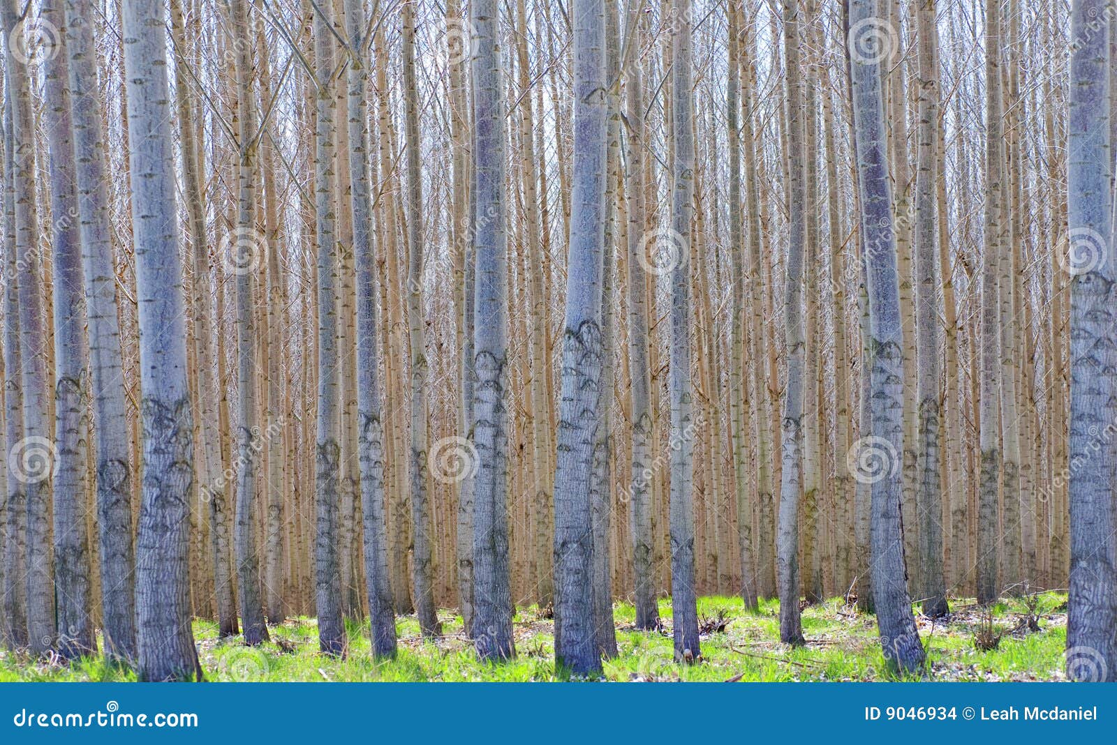 Lasowa hybrydowa topola zdjęcie stock. Obraz złożonej z szalunek - 9046934