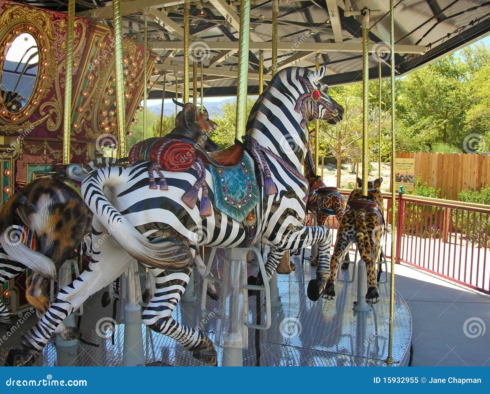 Lassen Sie Uns Einen Zebra Reiten Stockbild - Bild von fahrt, freude ...