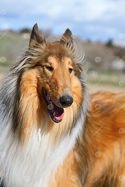 Lassie dog stock image. Image of mouth, furry, drool, whiskers - 4864427