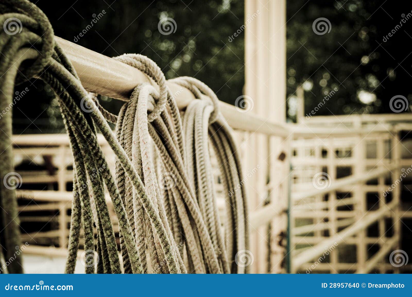 Lasso rope rodeo stock photo. Image of lariat, prairie - 28957640