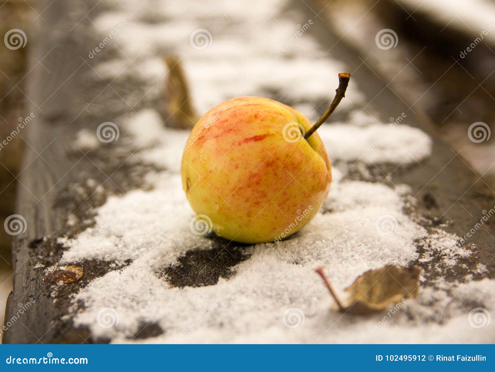 Apple on the First October Snow Stock Photo - Image of decoration ...