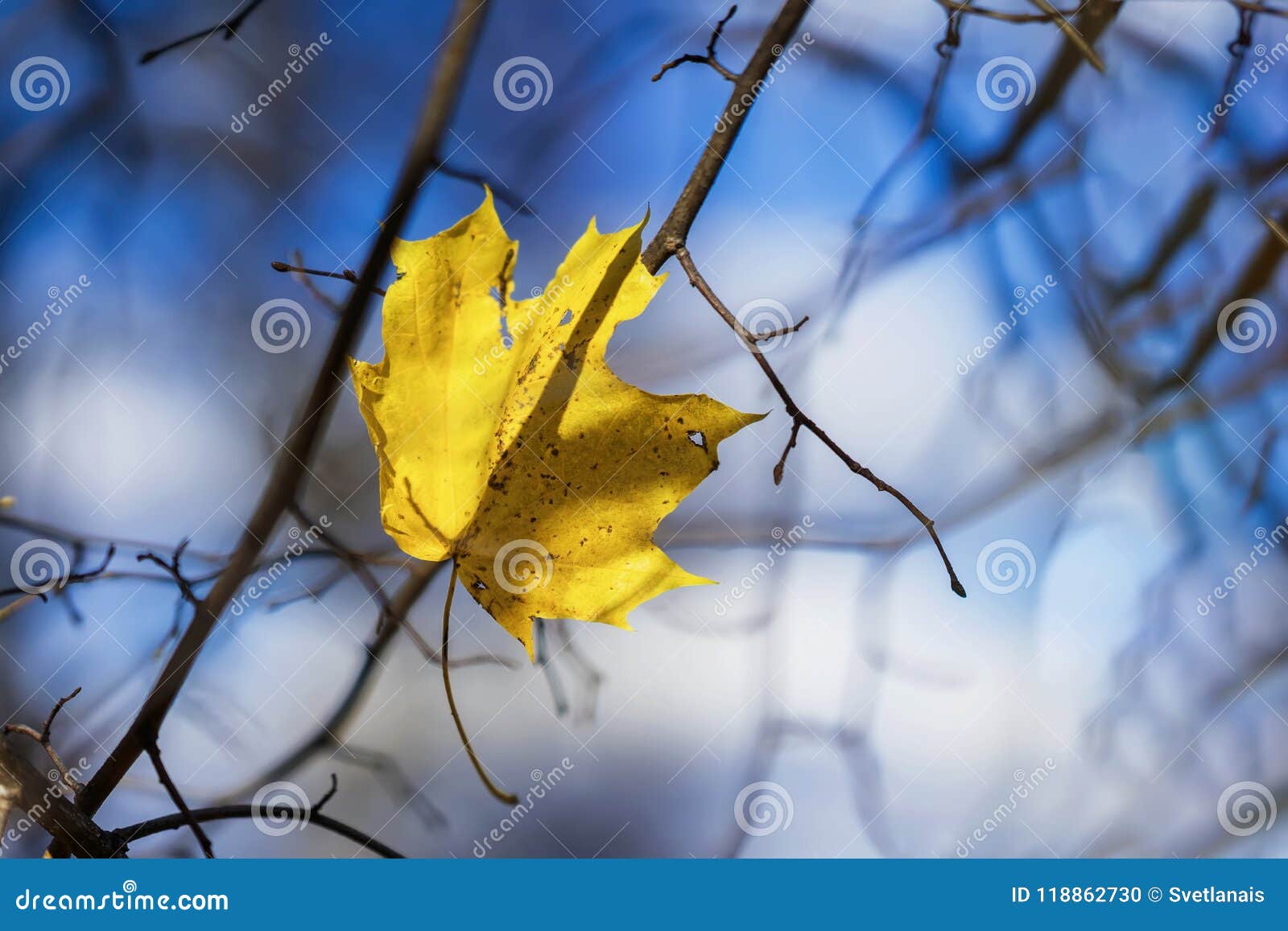 Last Autumn Maple Leaf in the Empty Tree Branches Against the Backdrop ...