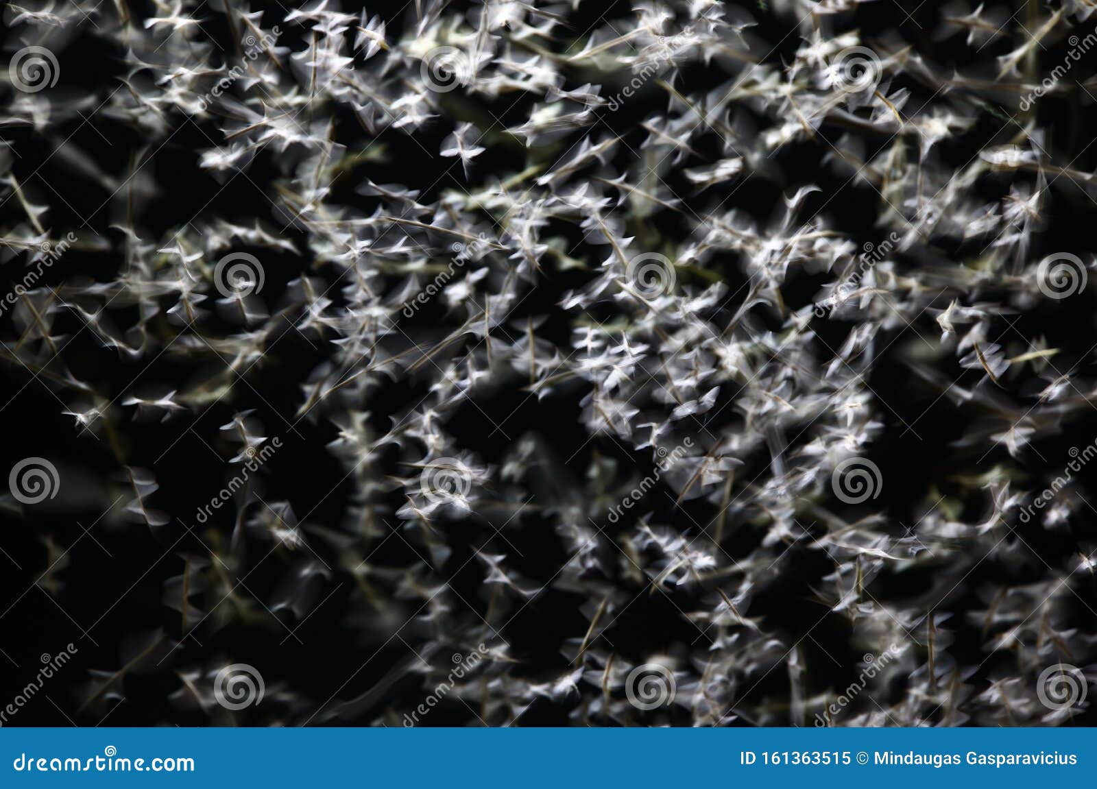 Beautiful dance of Mayfly stock image. Image of dance - 161363515