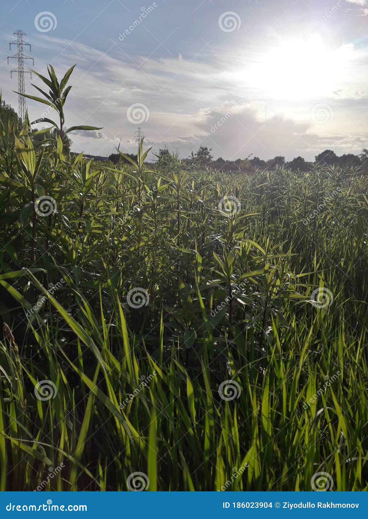 Last Day of Spring stock photo. Image of lawn, field - 186023904