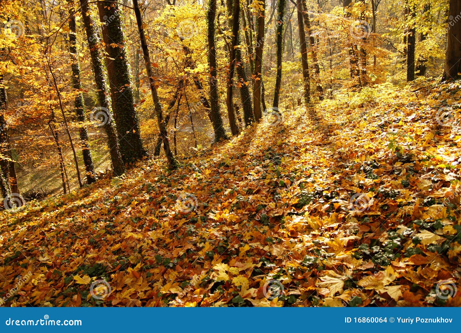 Last days of autumn stock photo. Image of country, october - 16860064