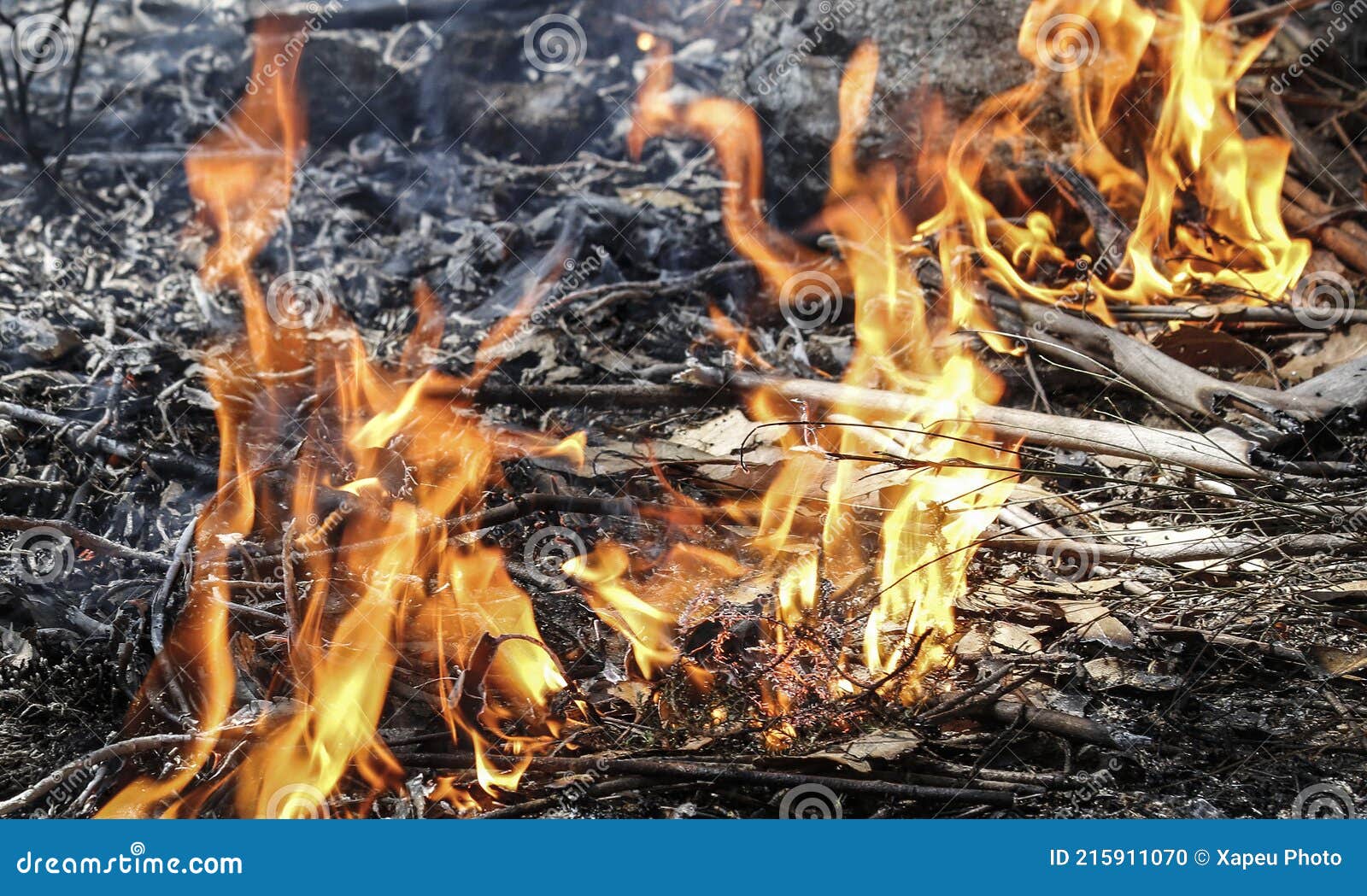 The Last Flames after the Forest Fire Stock Photo - Image of danger ...