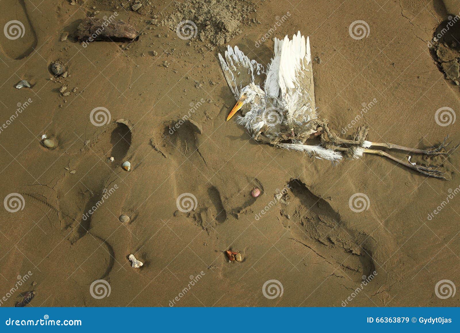 Dead Bird Lying On The Grass In The Park. Corpse Of A Bird Stock Photo ...